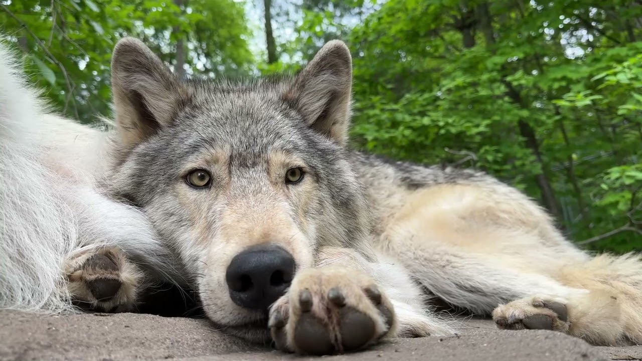 Gray Wolf Silas Relaxing