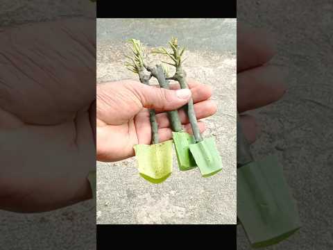 Growing mango tree using aloe vera #shorts #short #shortsvideo #Graftingvideo #Grafting #gardening