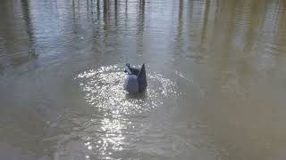 MOJO Mallard Machine