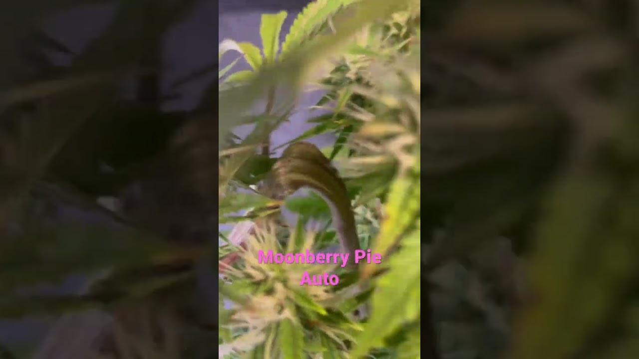 Moonberry Pie Auto.  Tastebudz . Mars Hydro FC3000