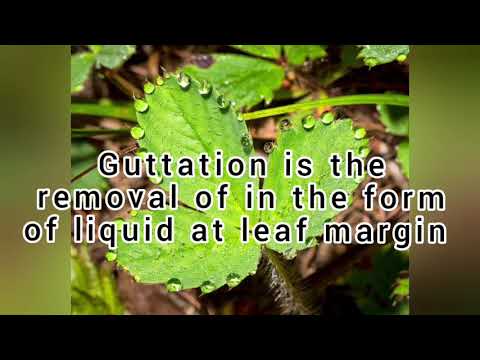 difference between transpiration and guttation it's example and what is guttation