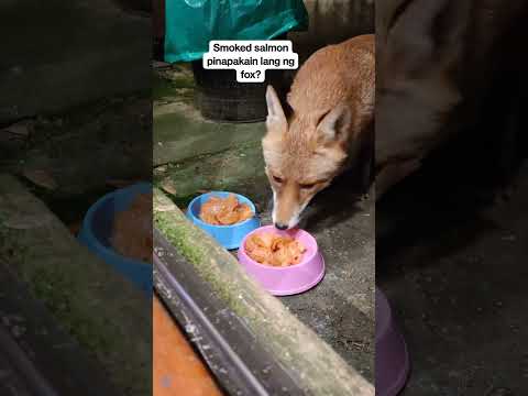 Smoked salmon for the pampered fox in London #london #animallover