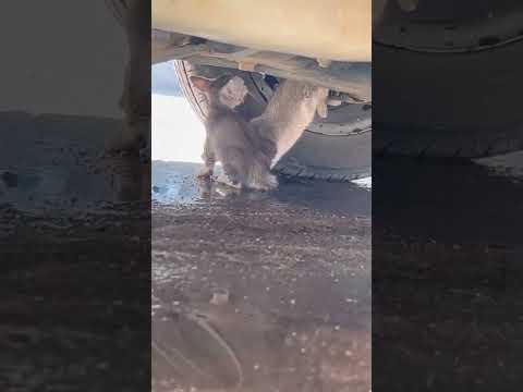 Engine degara em vundo shock avutharu❤️❤️ #telugu #teluguvlogs #cats #emotional #shorts #duke #car