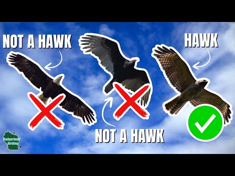 How to Identify Hawks vs. Eagles vs. Vultures