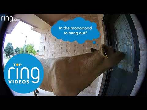 Episode 4 Top Ring Videos: Huge Package at the Door Without a Return Address
