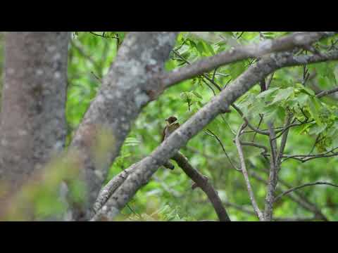 Veery