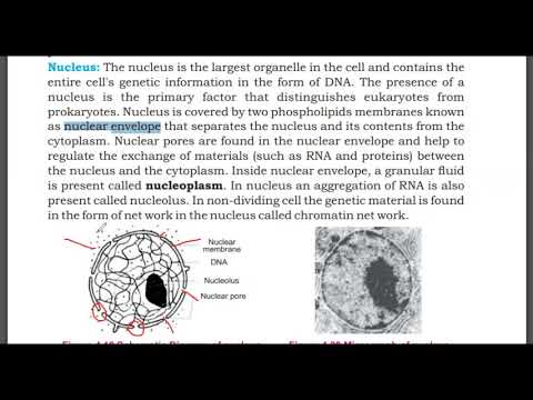 Nucleus || Nuclear Membrane or Nuclear envelope || Nucleoplasm