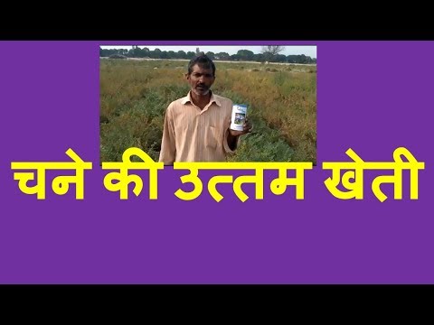 Naturedeep on Bengal Gram in hindi