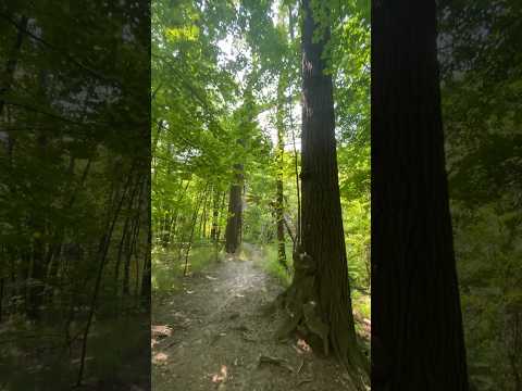 Ents? #trees