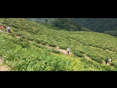 Darjeeling  tea graden