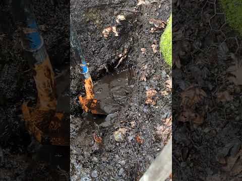 leaking water line right next to tree