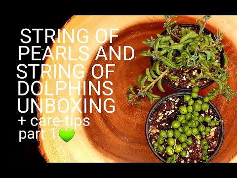 #58 STRING OF PEARLS AND STRING OF DOLPHINS UNBOXING AND CARE TIPS PART 1
