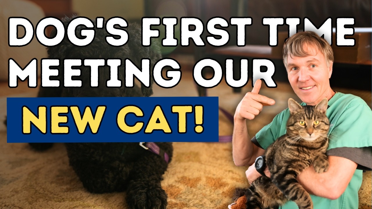 Introducing a New Cat to Your Dog