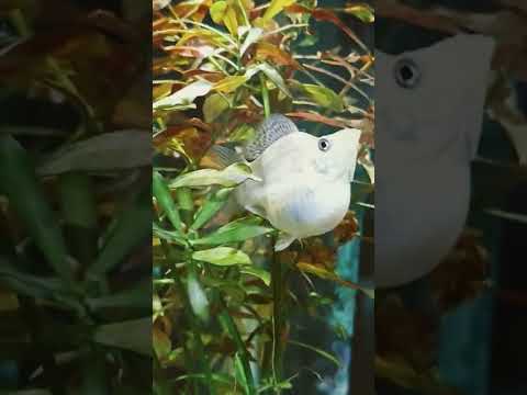 Molly Fish giving birth to Fries