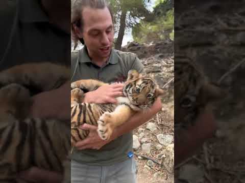 Petsies© Tiger Stuffed Animal | Safari Aitana