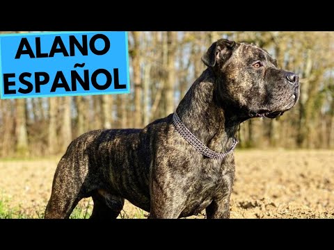 Alano Español - TOP 10 Interesting Facts