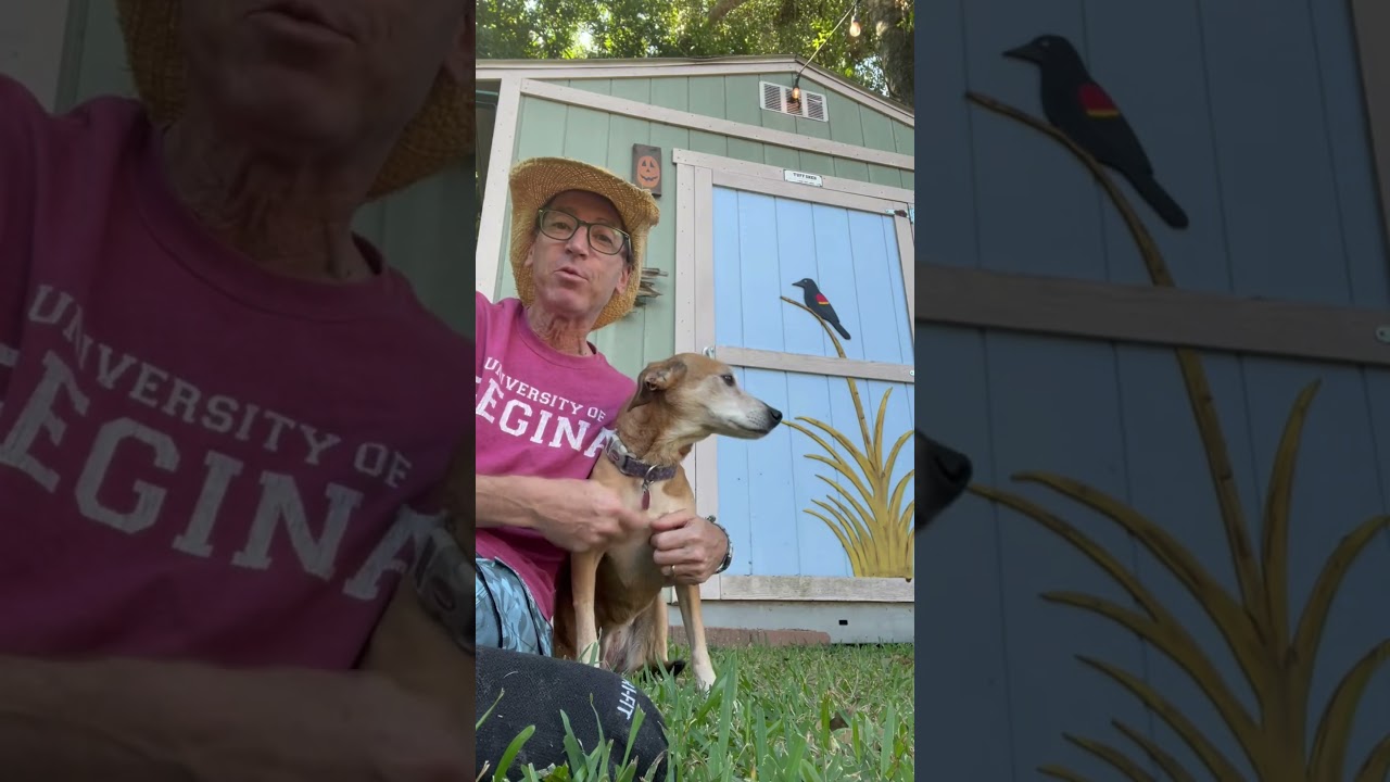 Imagination Movers - Less Than a Minute w/ Mover Smitty  #imaginationmovers #dog