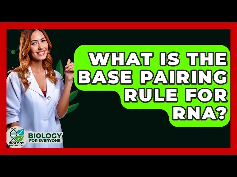 What Is The Base Pairing Rule For RNA? - Biology For Everyone