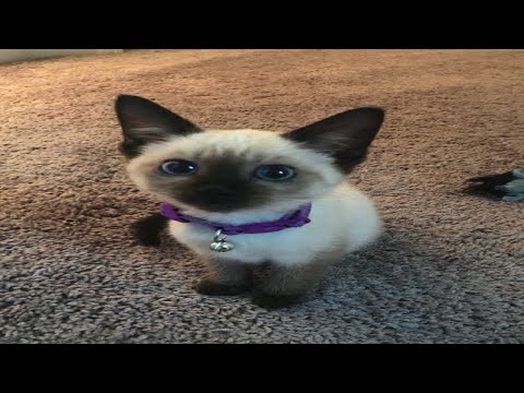 skrunkly boobop