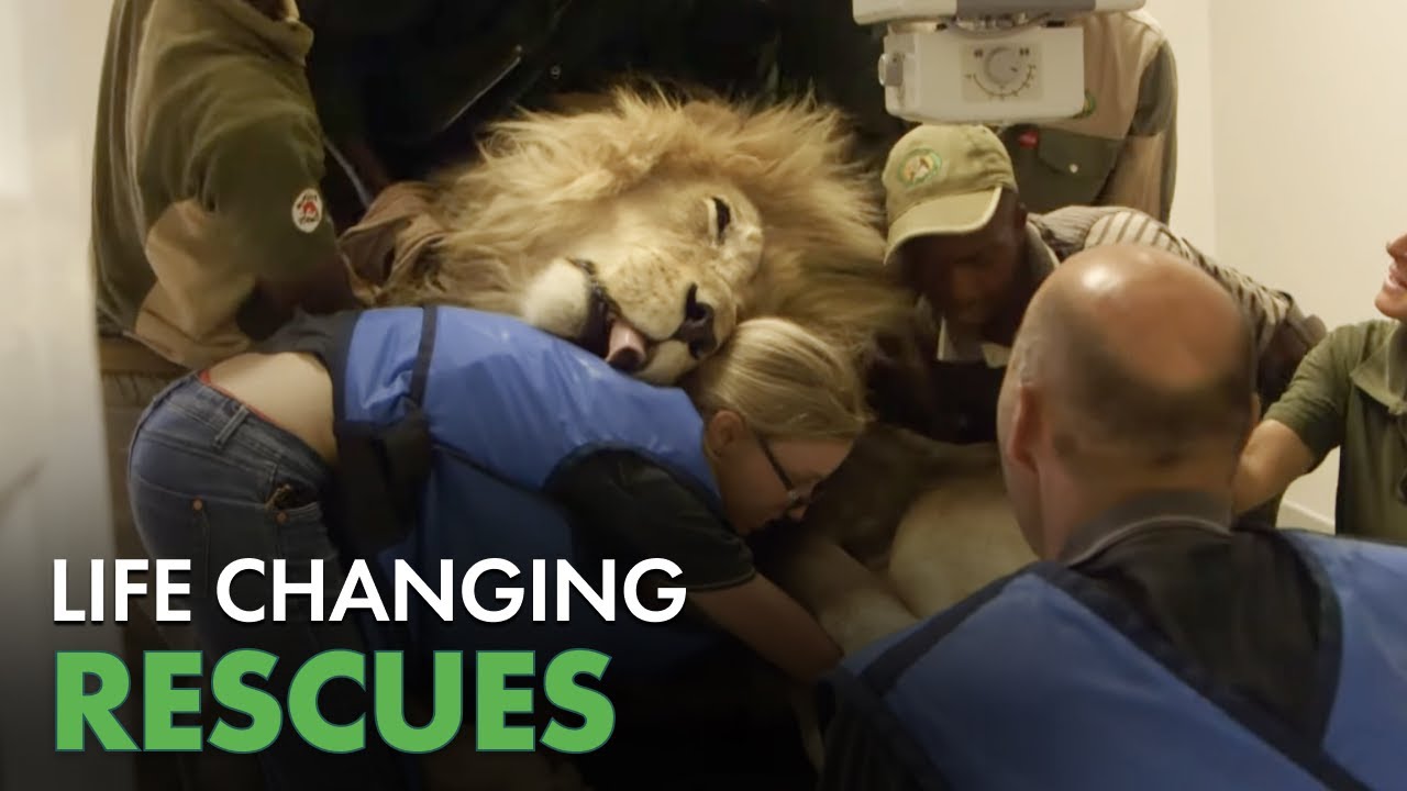 Four Paws Rescues That Changed Animal's Lives | Wild Animal Rescue