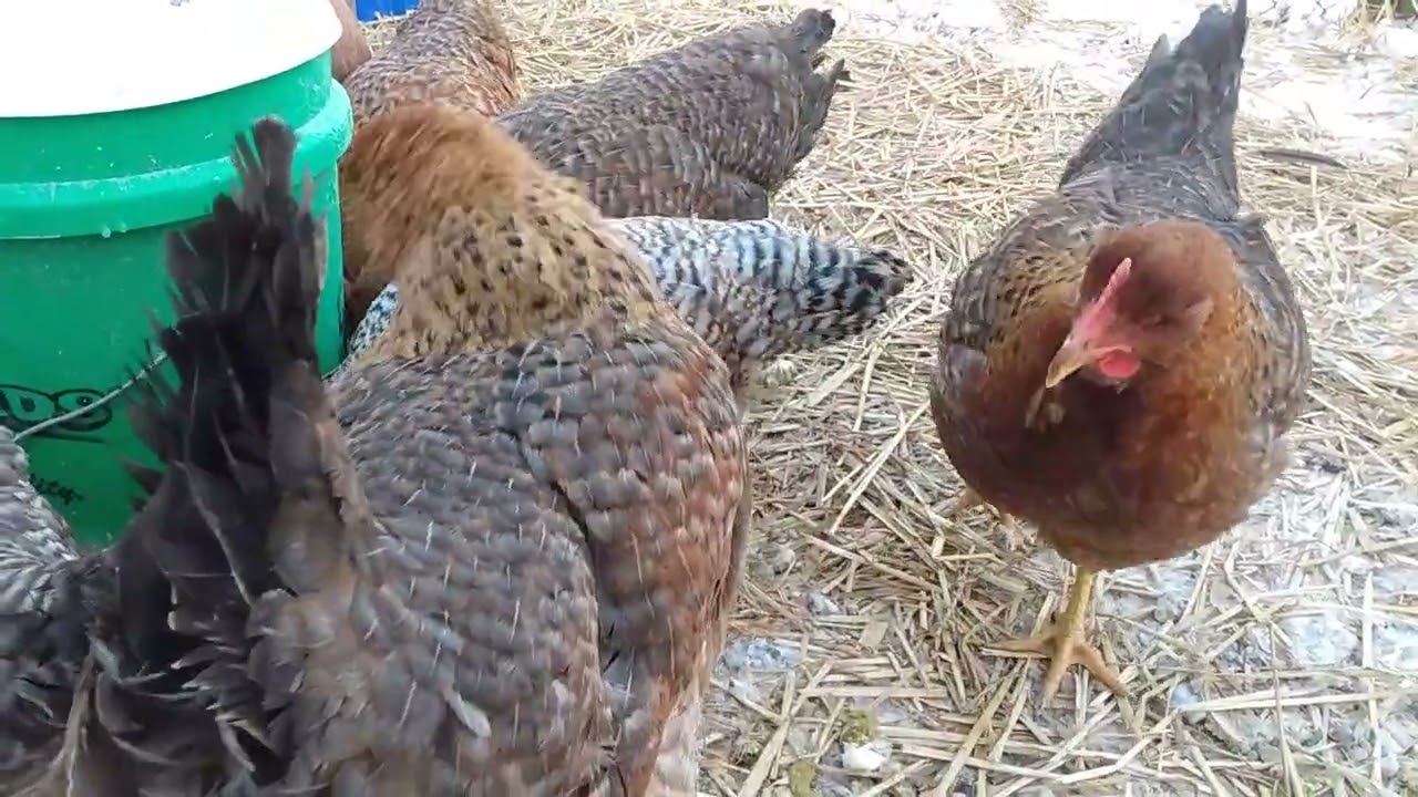 Look at Young Bielefelder Chickens from Hoover's Hatchery