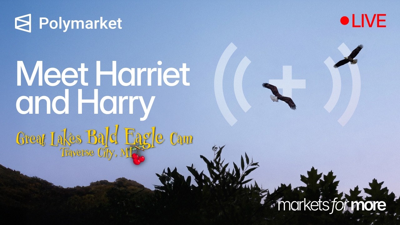 BALD EAGLE Live Cam 1 Traverse City, MI  #baldeagle #eaglelivecam #wildlife #nature