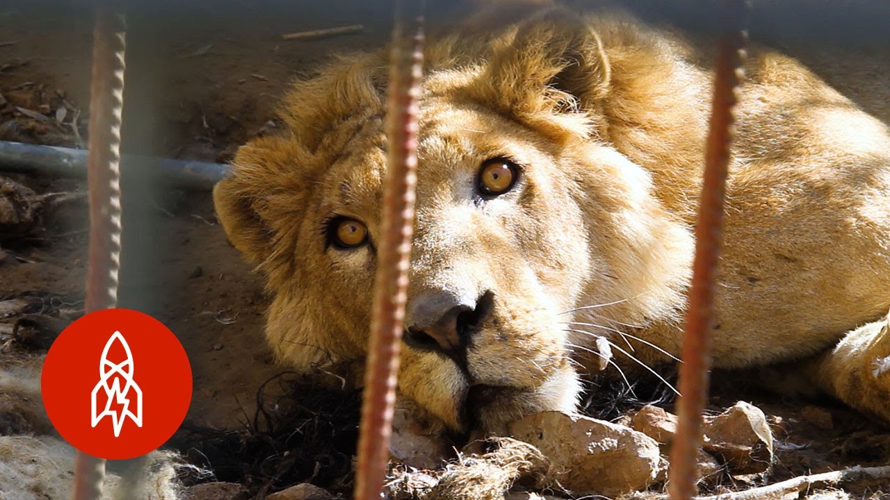 Rescuing Animals From War Zones