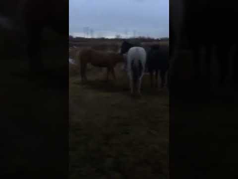 Afternoon Feeding Of Our Horse Herd At The Family Barn With My Two-Year-Old Daughter #horses #barn
