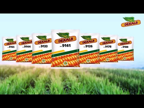Maize Seeds - Wholesale Price & Mandi Rate for Corn Seeds in India