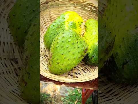 Petik buah Nangka belanda #soursop #sirsak