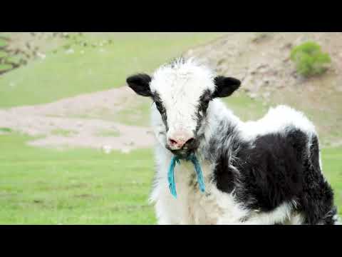 Baby Yak Waking Up - My Spirit Animal