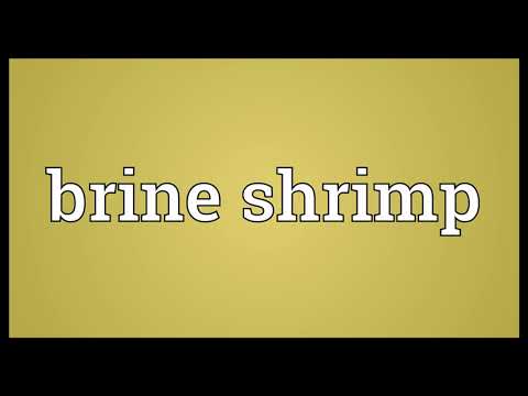 Brine shrimp Meaning