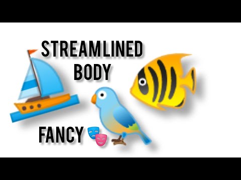 STREAMLINED Body