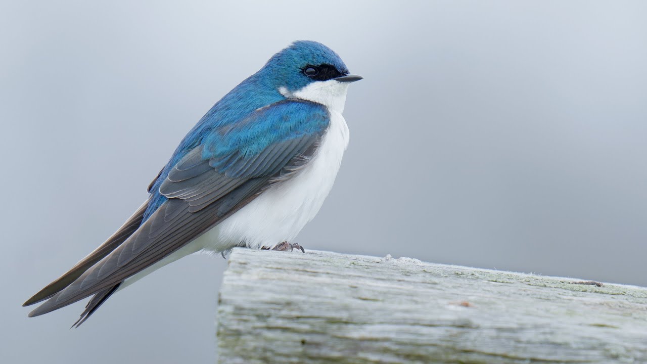 Tree Swallow Symphony: Singing, Alarms, and Calling