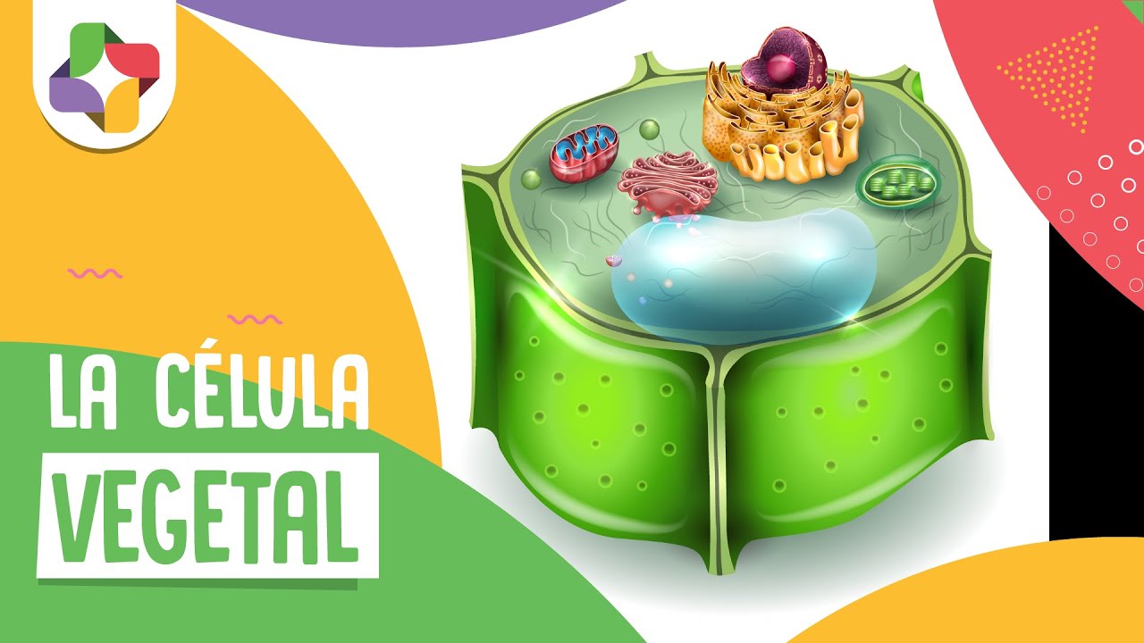 Educatina - Componentes de la Célula Vegetal