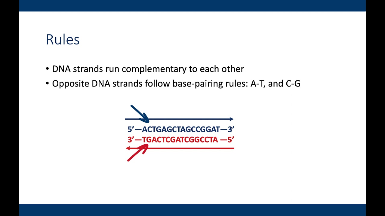 Writing complementary DNA sequences