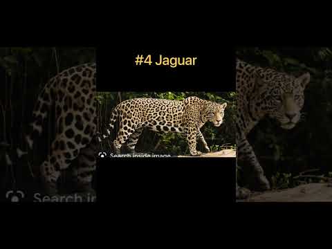 Top 5 highest psi in todays animals#psi #animal