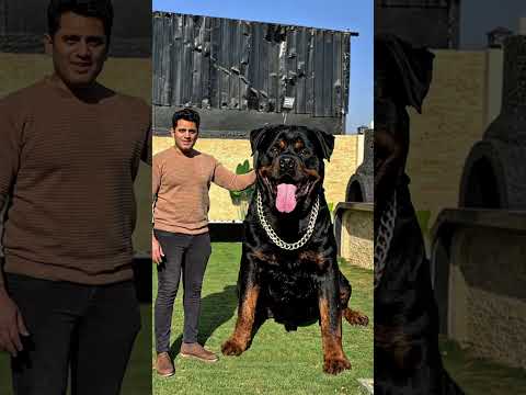 The largest Rottweiler dog in the world💪 #basemhunt #dog #dogs #doglover #rottweiler