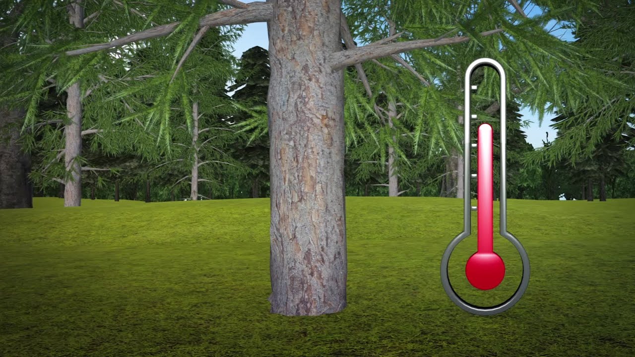 Climate change causes trees to grow faster in China, study finds