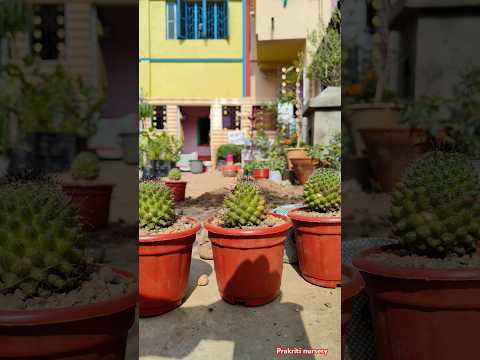 #dj #remix #song #newmusic #nursery #flowers #bollywoodsongs #nature #indiansongs #yt #viralvideo