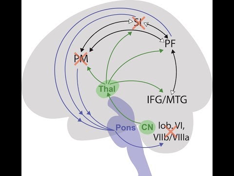 Action perception recruits the cerebellum and is impaired in patients with spinocerebellar ataxia