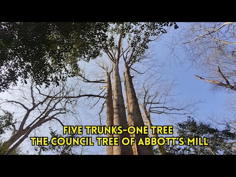 Five Trunks, One Tree: Captivating Yellow Poplar Tulip Tree of Abbott’s Mill BEST VIEWED FULLSCREEN