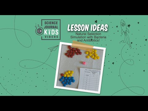 Lesson Idea: Natural Selection Simulation with Bacteria and Antibiotics for middle and high school