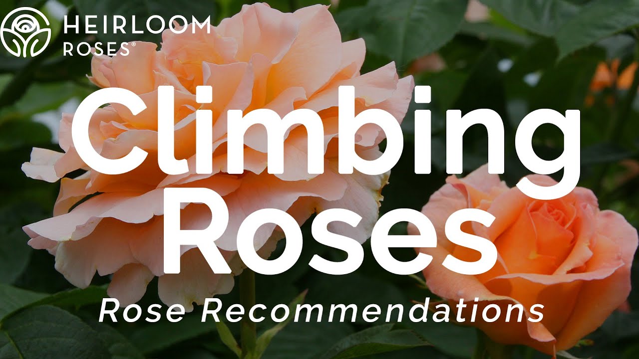 Climbing Roses | Rose Recommendations