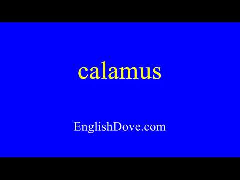 How to pronounce calamus in American English