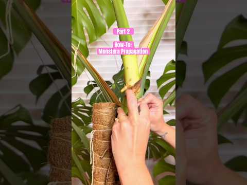 Part 2 | How-To: Monstera Propagation #plants #monstera #plantpropagation #propagation