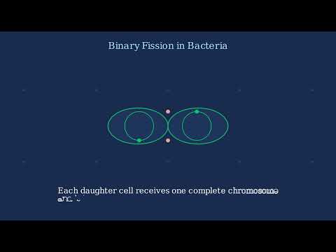 Binary Fission Explained - How Cells Divide