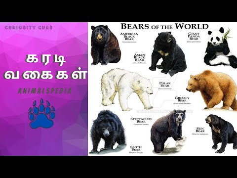 கரடிகள்(Bears of the world) I Animalspedia I Curiosity Cure I Tamil..