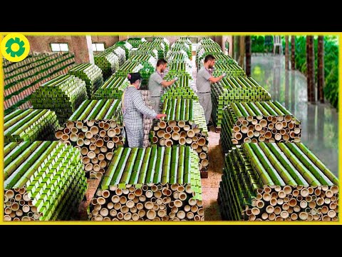Cosecha Y Fabricación De Bambú En Una Industria De $ 100 Mil Millones | Tecnología Agrícola