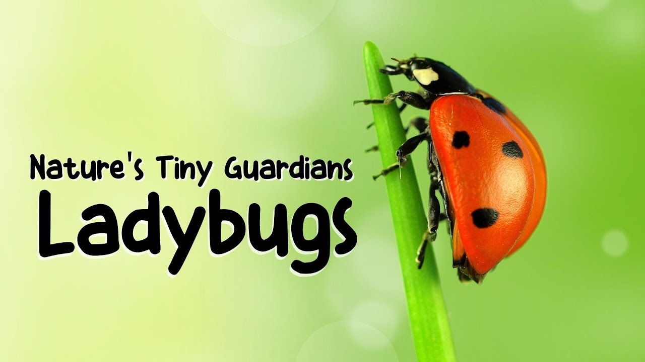 The Ladybug  | Kids educational video